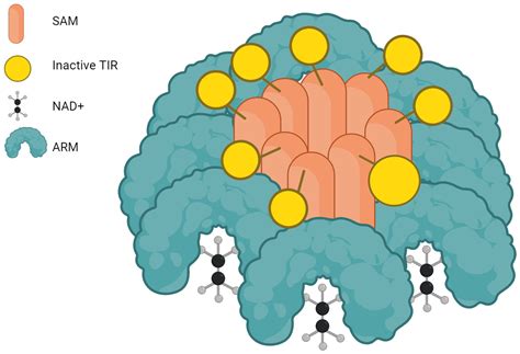 Investigating The Role Of Sarm1 In Central Nervous System Wang