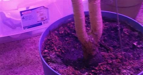 Schefflera Plant Album On Imgur