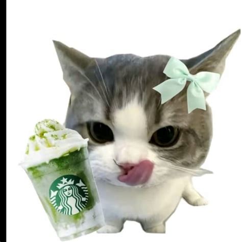 котпокемон Youtube