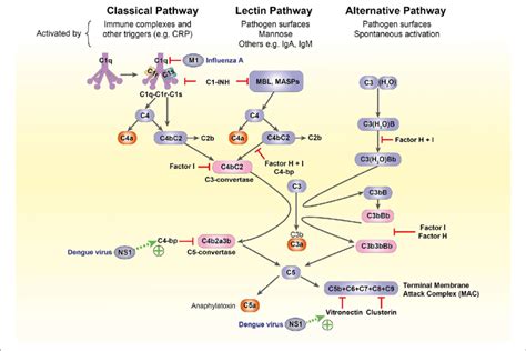 The Complement System And Its Subversion By Dengue And Influenza A Download Scientific