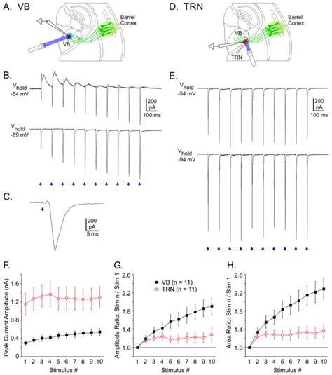 Pathway Specific Feedforward Circuits Between Thalamus And Neocortex Revealed By Selective