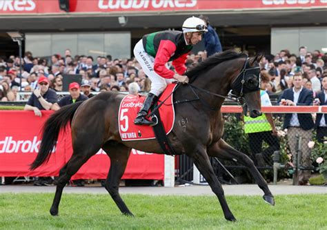 Mounga Stallion Breednet