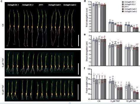 我室徐辰武教授杨泽峰教授团队在Journal of Hazardous Materials杂志上发表水平转移起源植物基因降解硝基化合物的研究性论文 江苏省作物基因组学和分子育种重点实验室