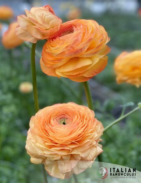 Italian Ranunculus Flowerbulbs