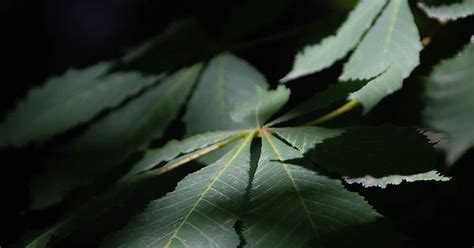 Yeravan Botanical Garden Album On Imgur