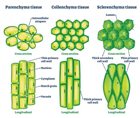 Epidermal Cell Plant