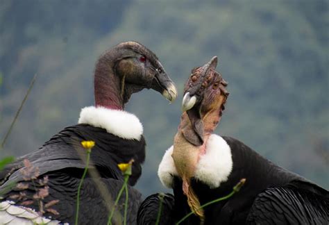 Little Known Facts About The Andean Condor Avian Report