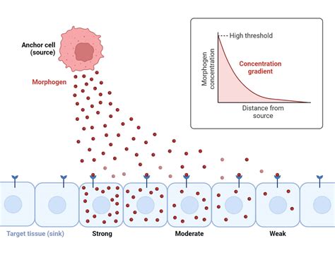 Concentration Gradient Graph