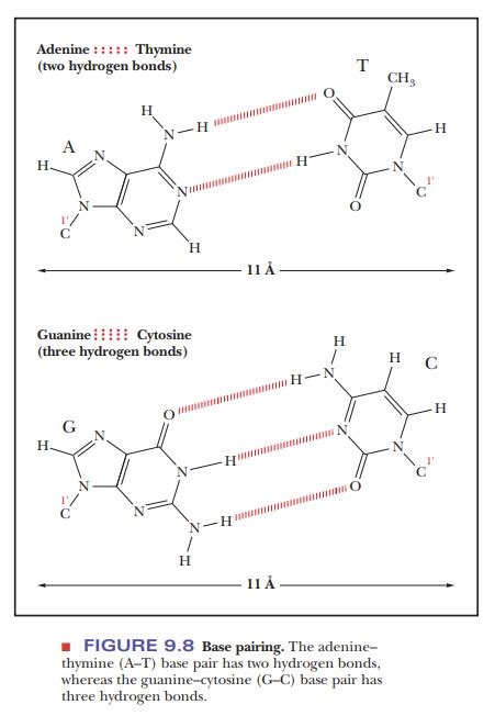 Hydrogen Bonds Between Adenine And Thymine