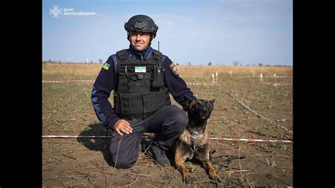 Сапери-кінологи з мінно-пошуковими собаками, обстежують та знаходять ...