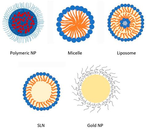 Orally Administered Amphotericin B Nanoformulations Physical Properties Of Nanoparticle
