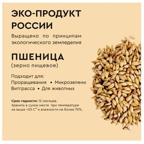 Пшеница для проращивания 5кг - купить с доставкой по выгодным ценам в ...