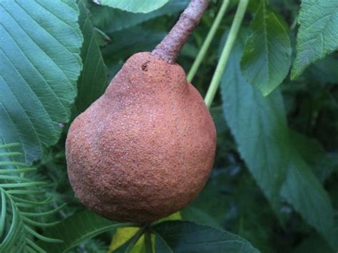 Red Buckeye Native Texas