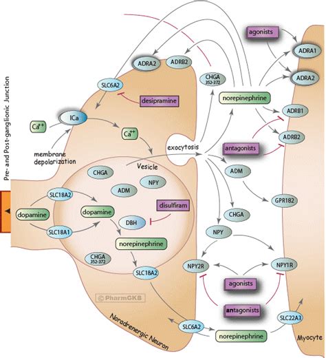 Dna I Am Who I Am… Or Am I Session Twelve