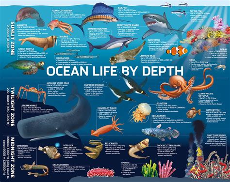 Ocean Life By Depth Ocean Science Ocean Life Ocean Projects