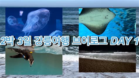 Vlog 🌊지각과 함께하는 공짜짐칸 럭키겟 또 2박3일 강릉여행 Ep 1🌊 강문해변 경포호 경포아쿠아리움 강릉중앙시장 밤바다 Youtube