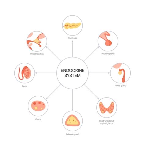 Sistema Endocrino Humano Vector Premium