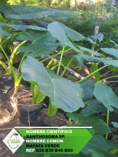 Plántula De Mafafa Verde Croper