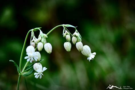 Dsc 0856 André Dutter Flickr