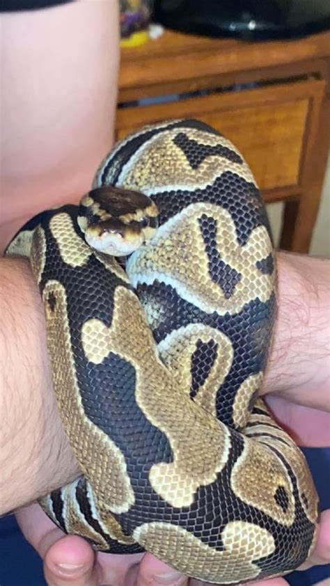 Female Ball Python Rballpythonmorph