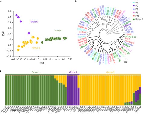 Population Genetic Structure And Phylogenetic Relationships Among 64 Download Scientific