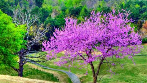 How To Grow And Care For Redbud Tree Complete Guide