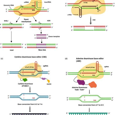 Latest Classification Of Crispr‐cas Systems Generally Crispr‐cas