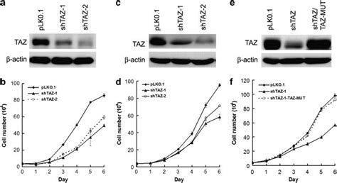 Taz Knockdown Inhibits Nsclc Cell Proliferation A Western Blot