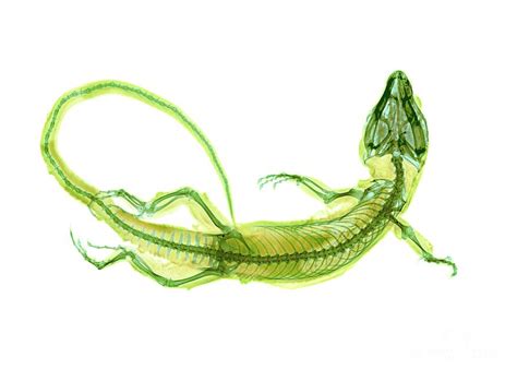 Lizard Photograph By Science Photo Library Fine Art America