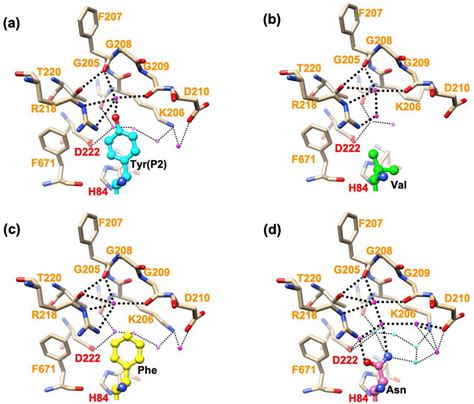 The S2 Subsite Of Smdpp7 Dipeptide Complexes Catalytic Residues And S2