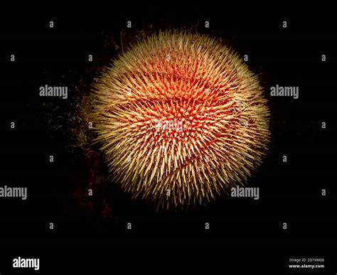 A Closeup Picture Of An European Edible Sea Urchin Or Common Sea Urchin