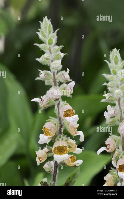 Woolly Foxglove Digitalis Lanata Inflorescence Medicinal Plant