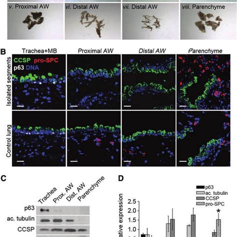 Microdissection Of Distinct Anatomical Regions Of Adult Mouse Lung A