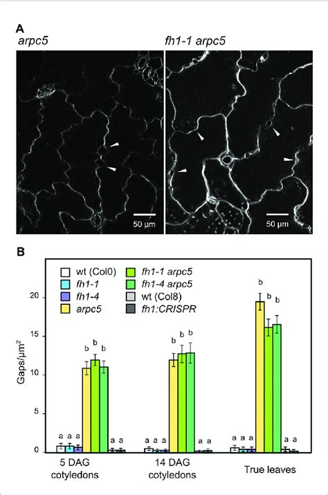 Epidermal Continuity Defects In Actin Nucleator Mutants A Close Up