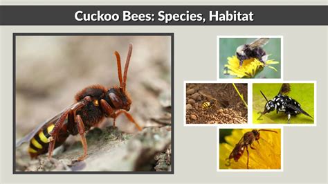 Cuckoo Bees Species Habitat Identification With Pictures