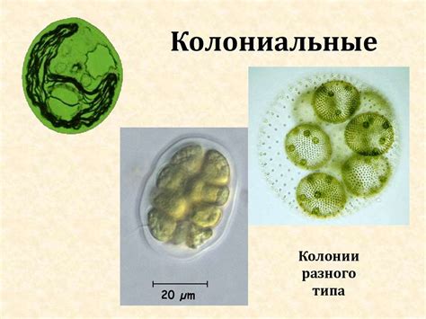 Царство Растения - online presentation