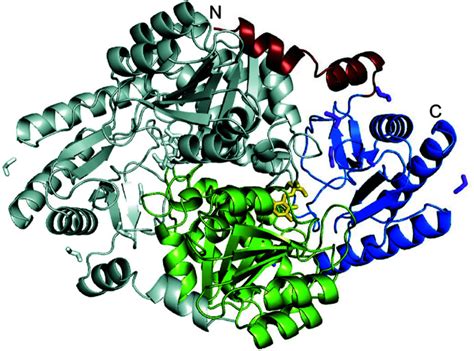 Crystal Structure Of Sphingobacterium Multivorum Serine Palmitoyltransferase Complexed With Tris