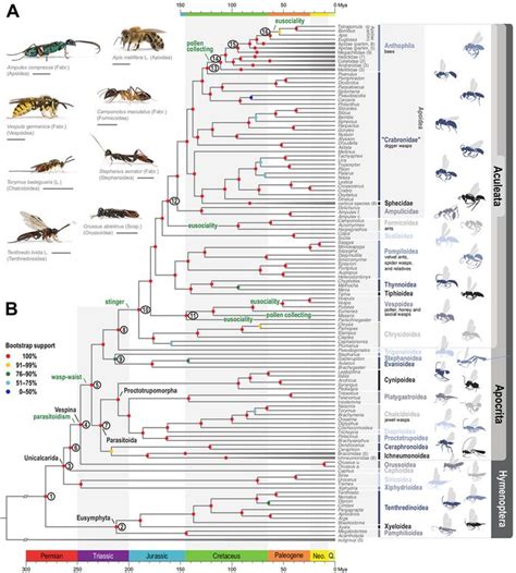 Scalable Computational Molecular Evolution Software And Data Analyses Gauss Centre For