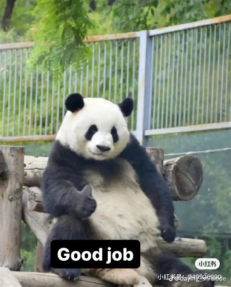 Cute Panda Meme Good Job