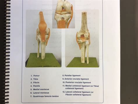 Knee Lab Diagram Quizlet