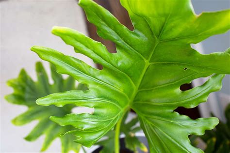 Lacy Tree Philodendron Premium Photo Green Leaves Philodendron