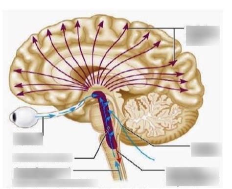 Reticular Formation Diagram