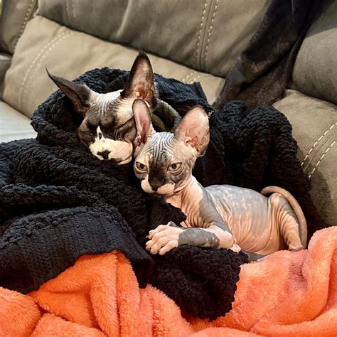 Walter And Phoebe R Cats