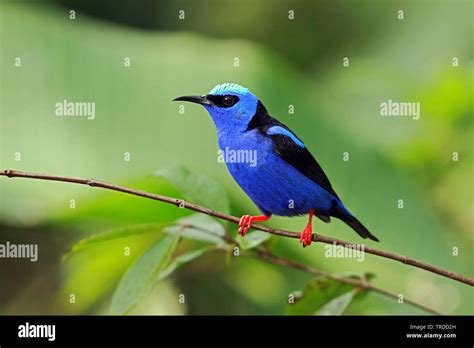 Red Legged Honeycreeper Cyanerpes Cyaneus Male South America Stock
