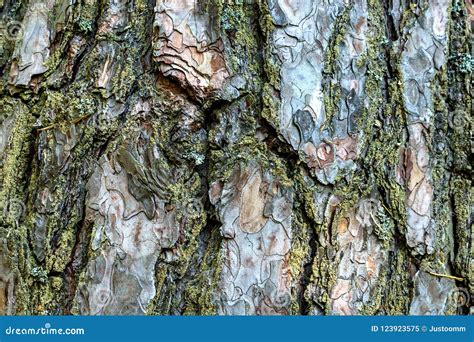 A Picture Texture Of The Bark Of A Tree Similar To Camouflage Stock Image Image Of Backdrop