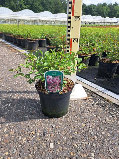 Syringa Red Pixie — Plant Wholesale Floraccess