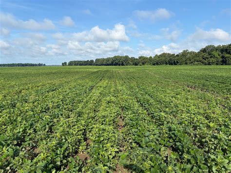 Large Palmer Amaranth Management In Soybean Ut Crops News