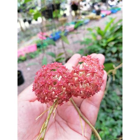 Hoya sp. Philippines PW1307-03 - HOYAPASSION