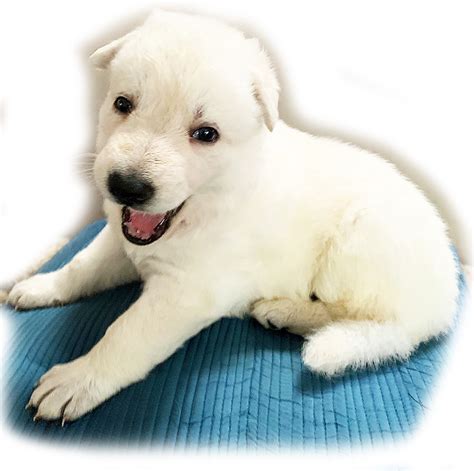 Akc German Shepherd Puppies White Laguna Creek Ranch White German