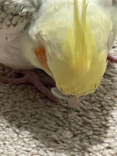 mr bubbles with his emotional support button r cockatiel